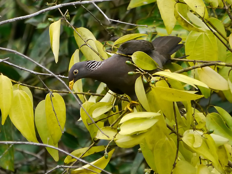 Comoro Pigeon - eBird