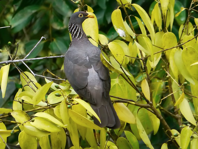 Comoro Pigeon - eBird