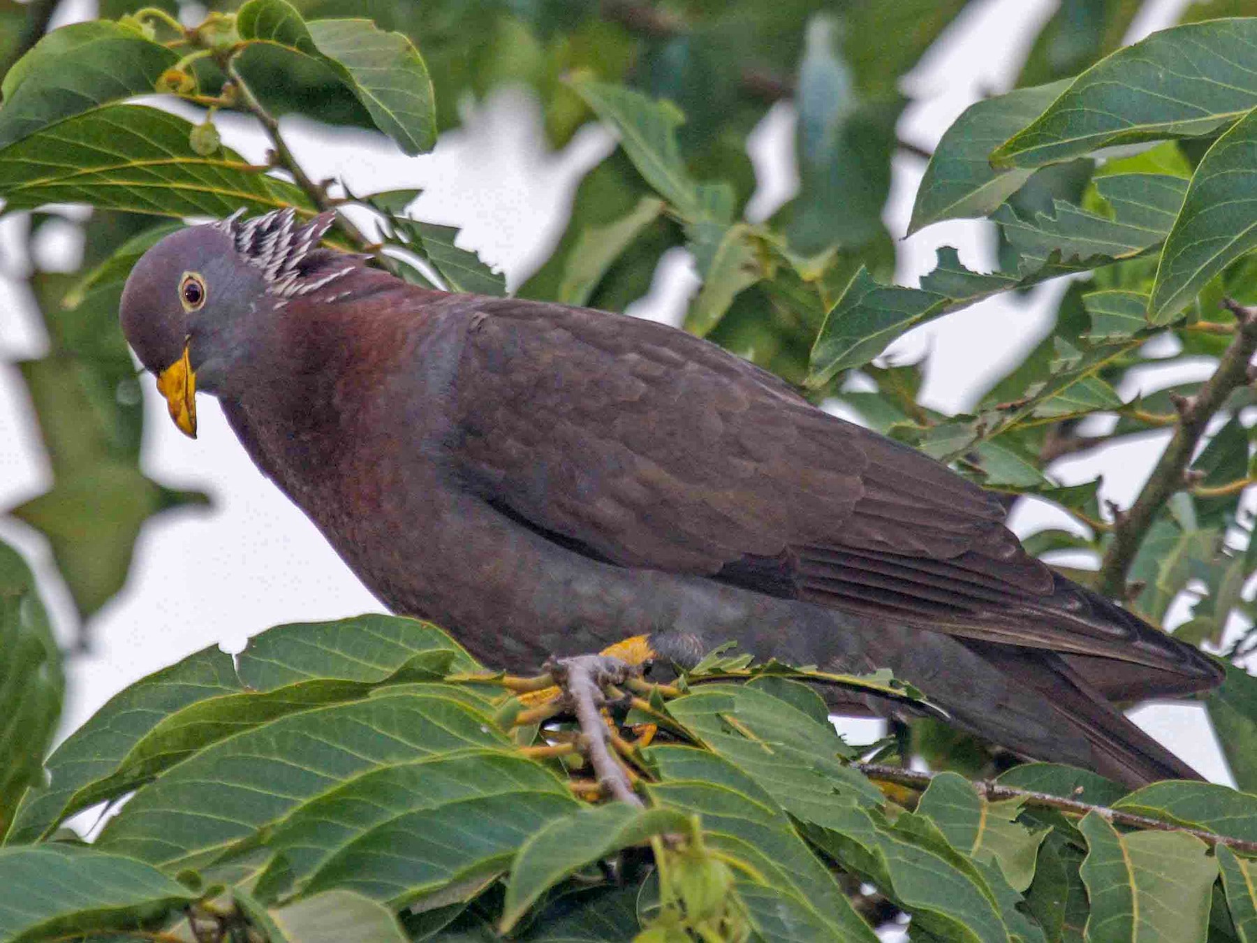 Comoro Pigeon - eBird