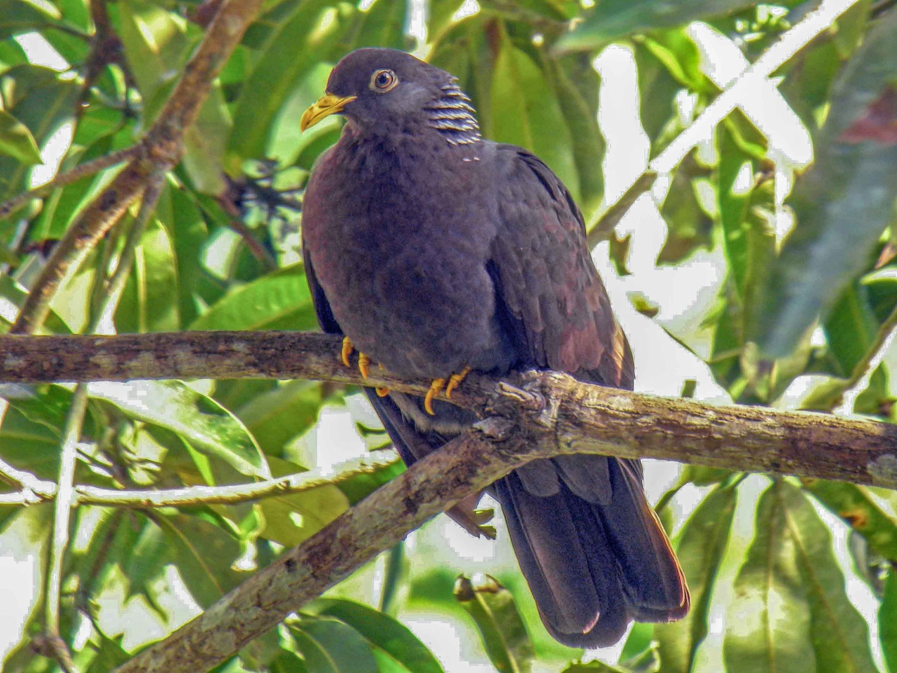 Comoro Pigeon - eBird
