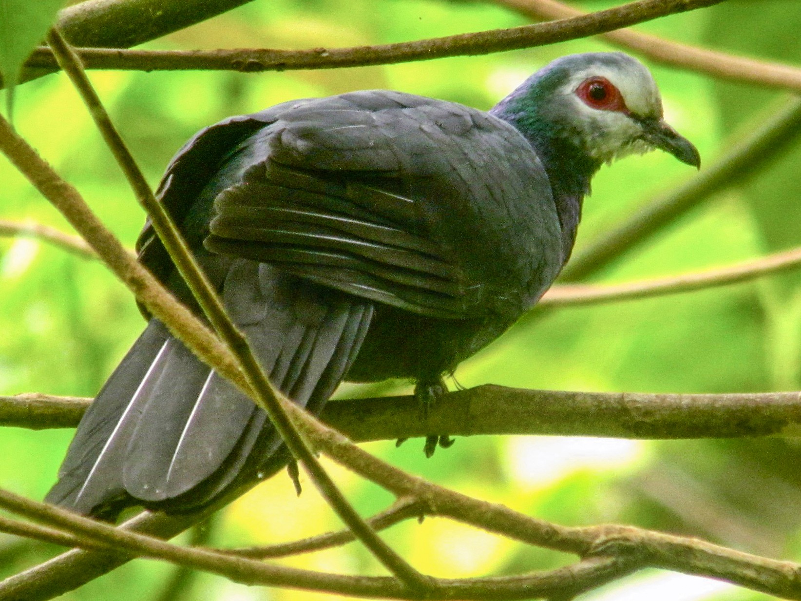 Sula Cuckoo-Dove - eBird