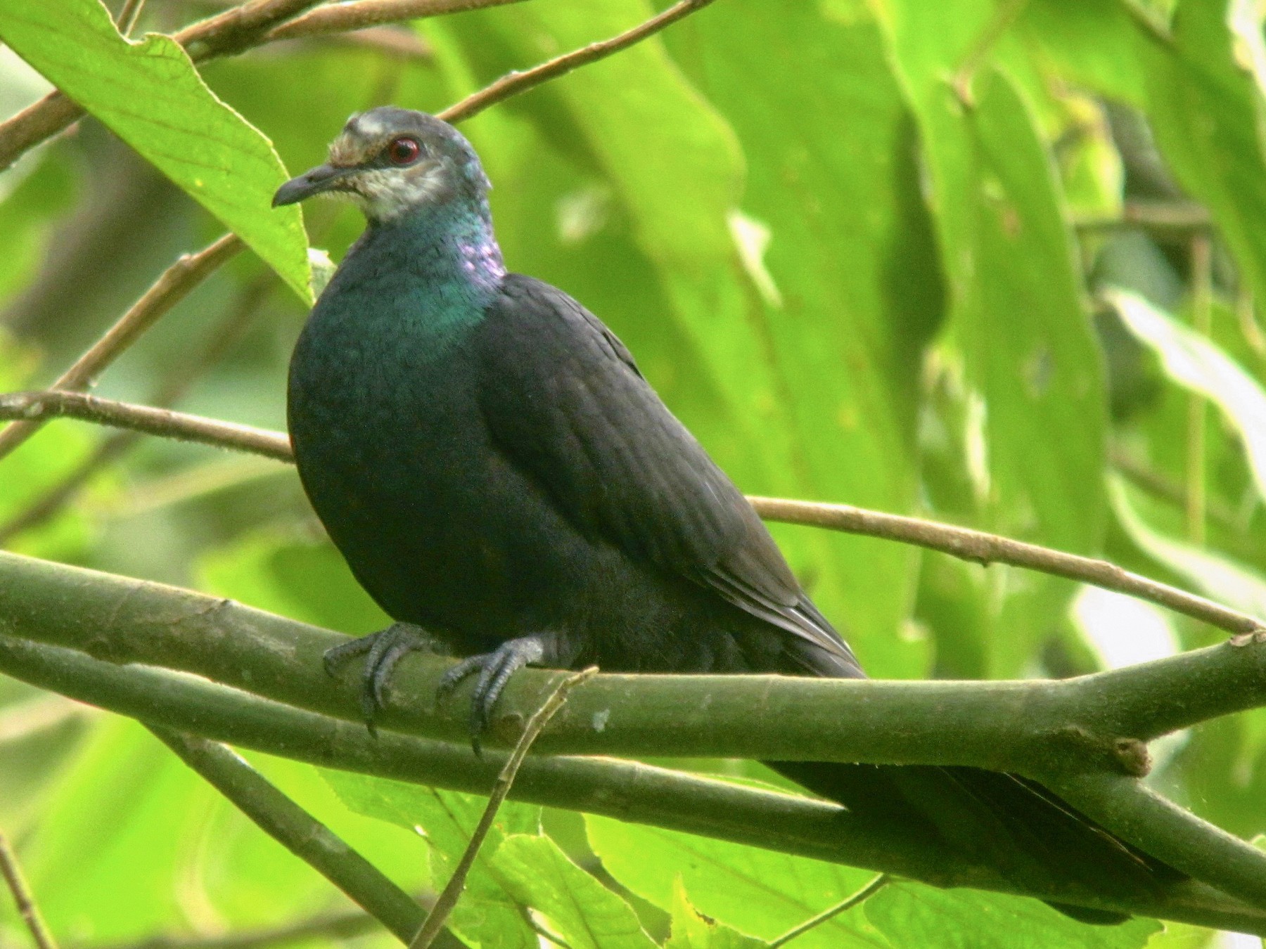 Sula Cuckoo-Dove - eBird