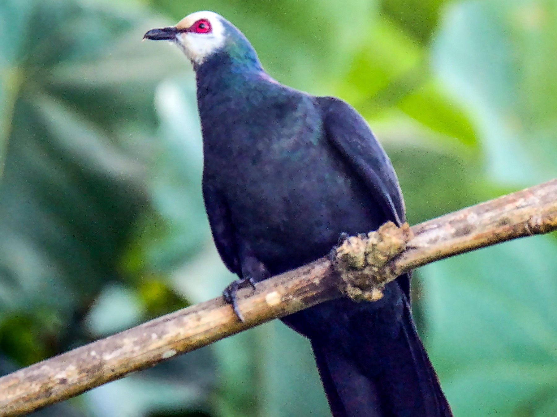 Sula Cuckoo-Dove - eBird