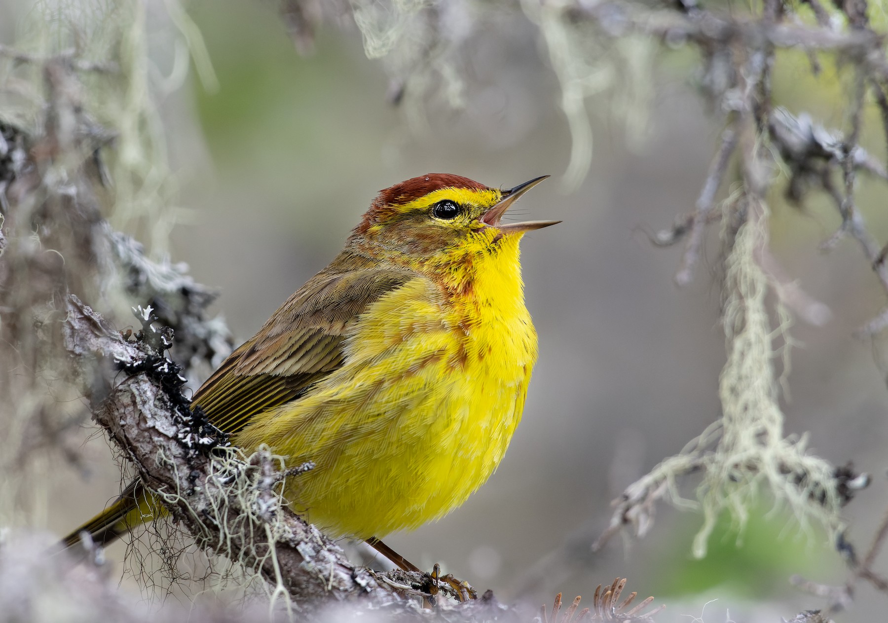 Palm Warbler (Yellow) - eBird
