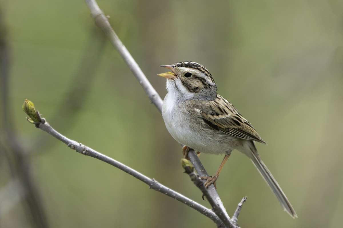 Win a free Cornell Lab Bird Song Identification course - Minnesota eBird