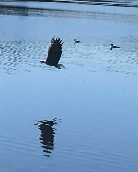 eBird Checklist - 13 May 2021 - Metcalf Pond - Fletcher (81 acres) - 2 ...