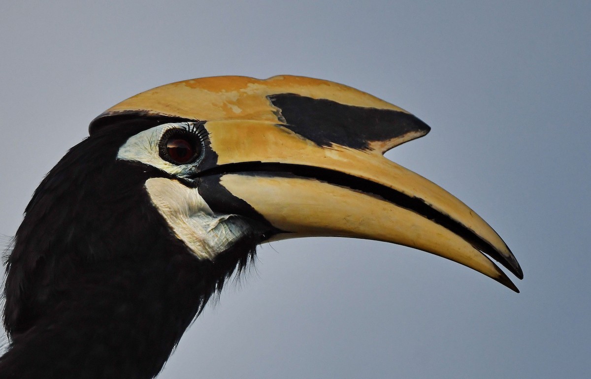 eBird Checklist - 3 May 2021 - Ulu Kinta, Ipoh, Perak, Malaysia - 16 ...