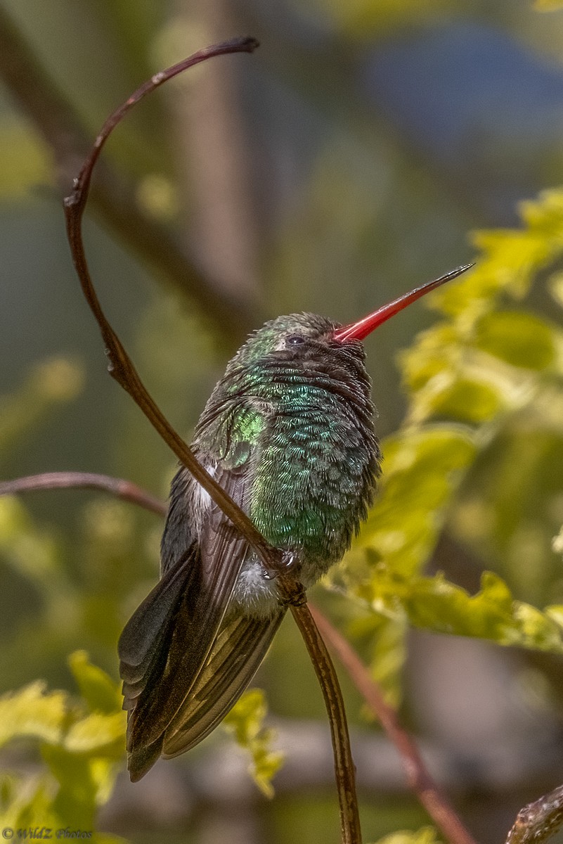 eBird Checklist - 11 May 2021 - LaBagh Woods Forest Preserve - 12 species