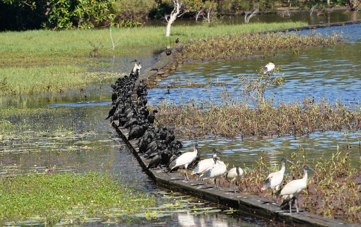 eBird Checklist - 14 May 2021 - Dowse Lagoon (Sandgate) - 24 species