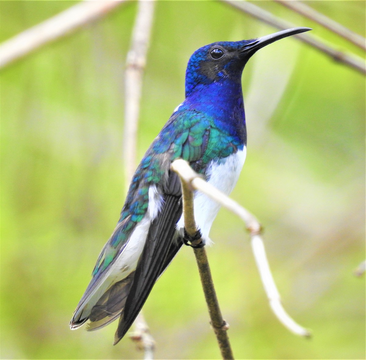 eBird Checklist - 13 May 2021 - Chan Chich Lodge - 19 species