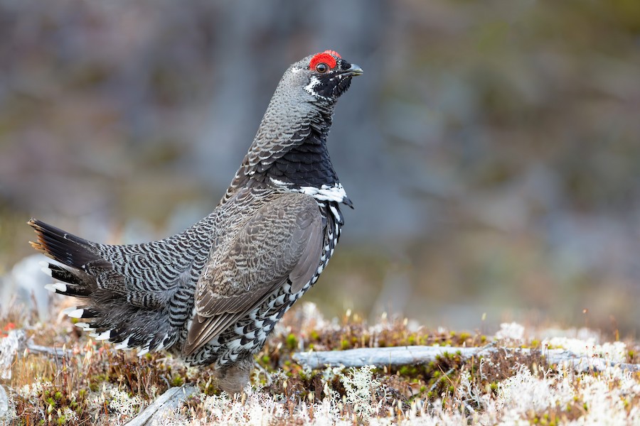 Spruce Grouse (Spruce) - eBird