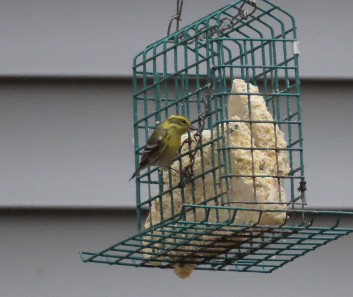 Maryland-DC Breeding Bird Atlas Checklist - 12 Mar 2021 - Glen Arm - 21 ...