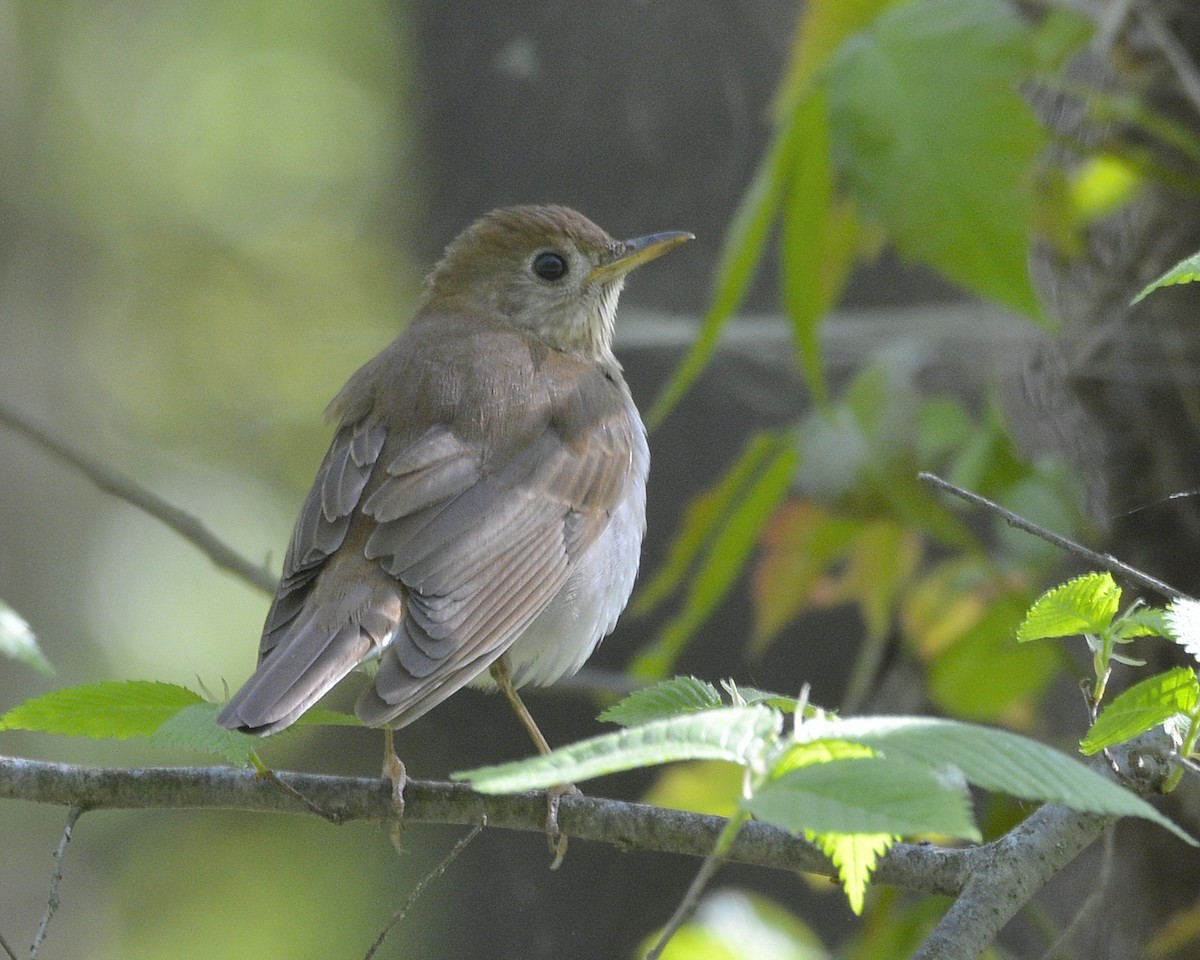 ML338292221 - Veery - Macaulay Library