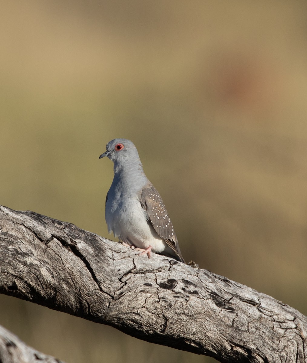 eBird Checklist - 12 Apr 2021 - Lark Quarry Conservation Park - 25 species