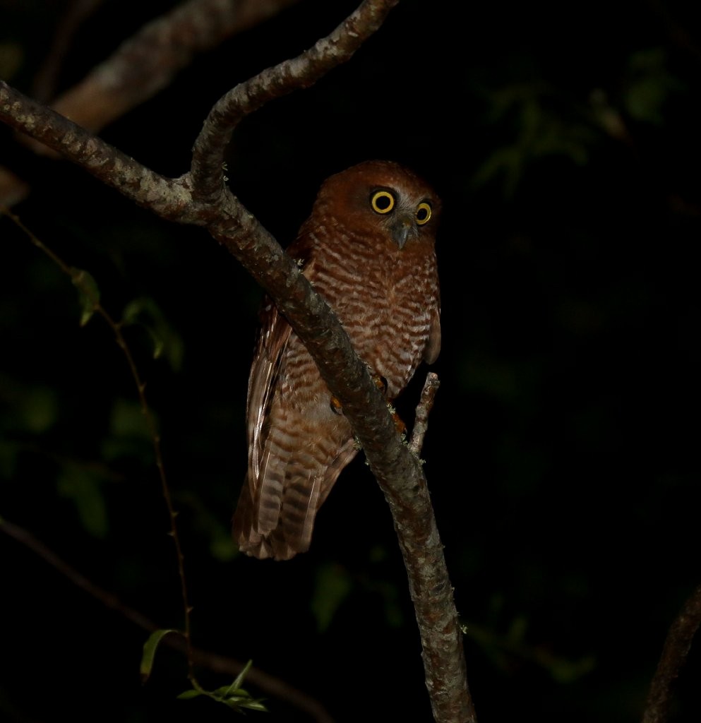 Christmas Island Boobook - Ninox natalis - Birds of the World
