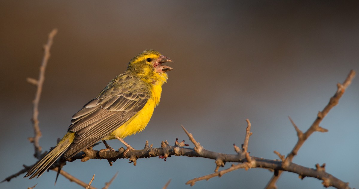 Northern Grosbeak-Canary - Crithagra donaldsoni - Birds of the World
