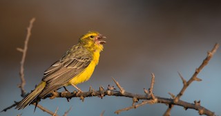 Northern Grosbeak-Canary - Crithagra donaldsoni - Birds of the World