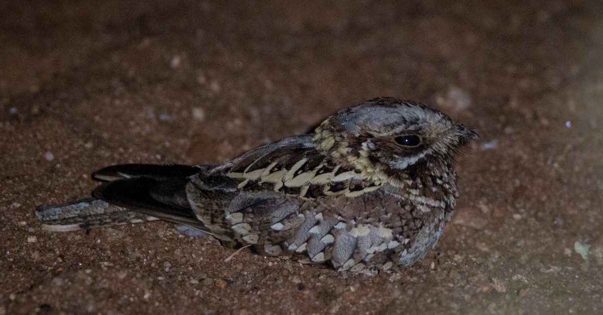 Donaldson Smith's Nightjar - Caprimulgus donaldsoni - Birds of the World