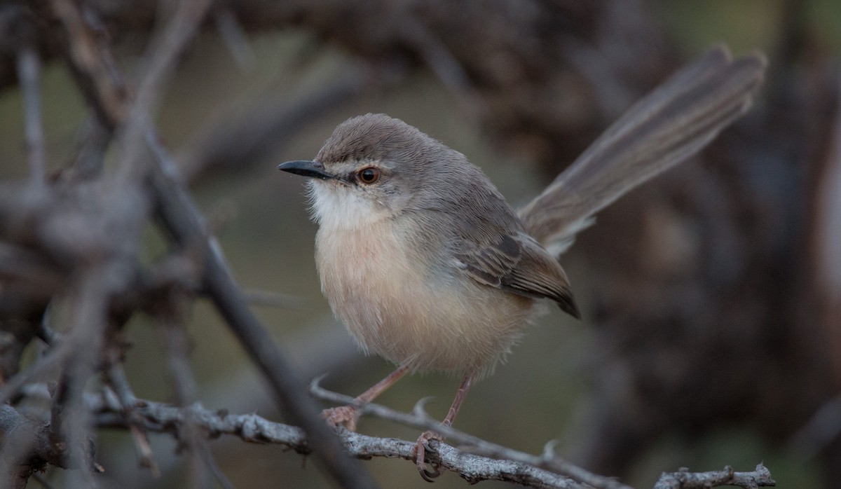 Pale Prinia - Prinia somalica - Birds of the World