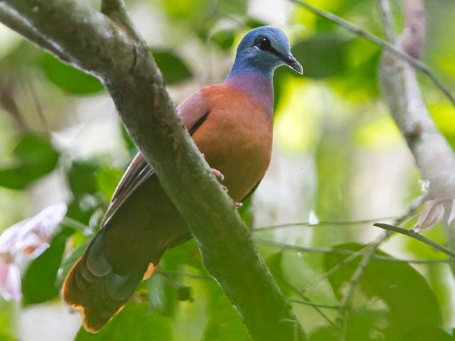 Blue-headed Wood-Dove - eBird
