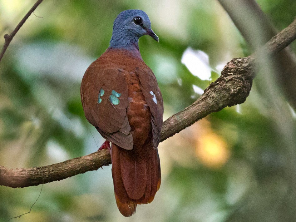 Blue-headed Wood-Dove - eBird