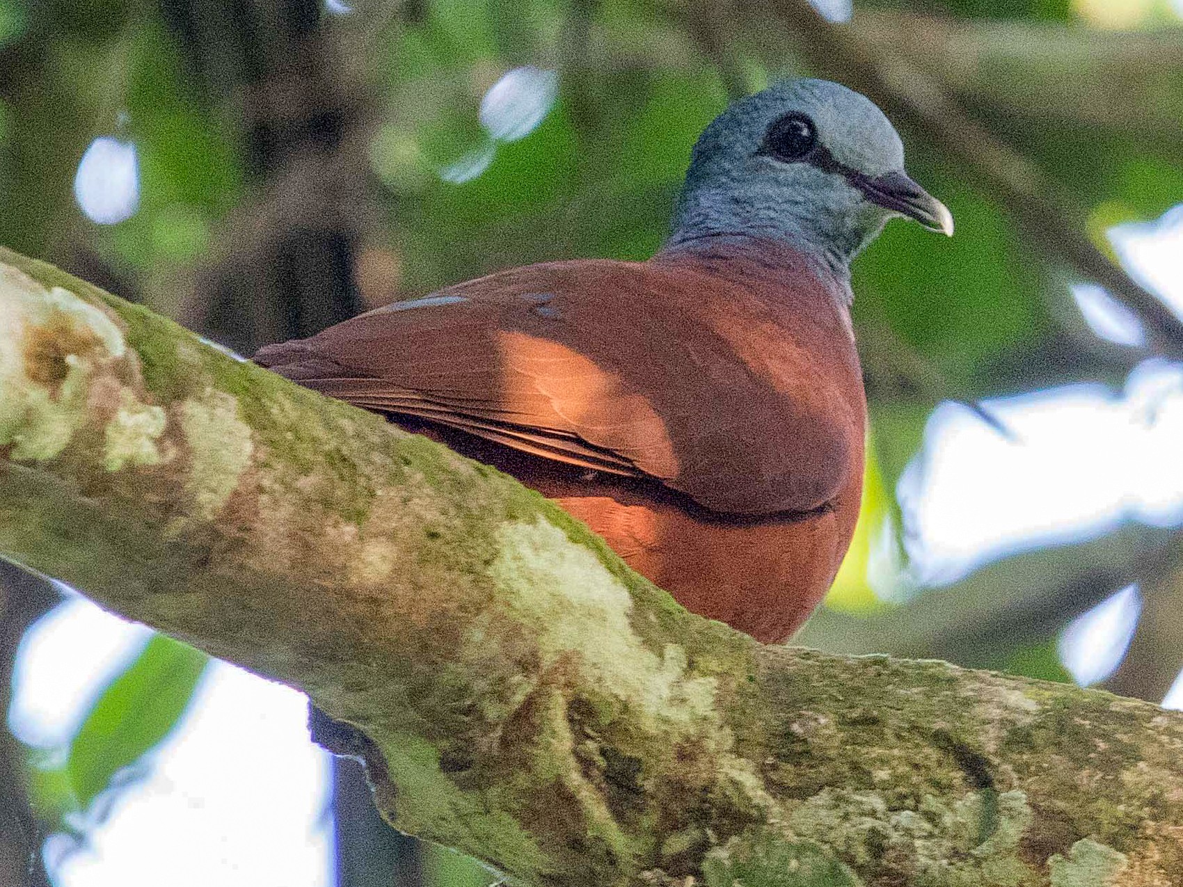 Blue-headed Wood-Dove - eBird