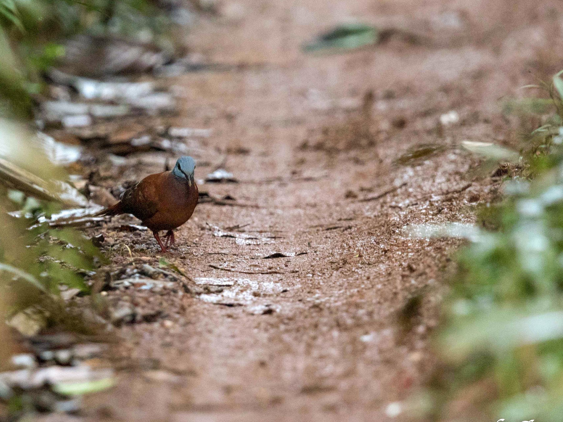 Blue-headed Wood-Dove - eBird