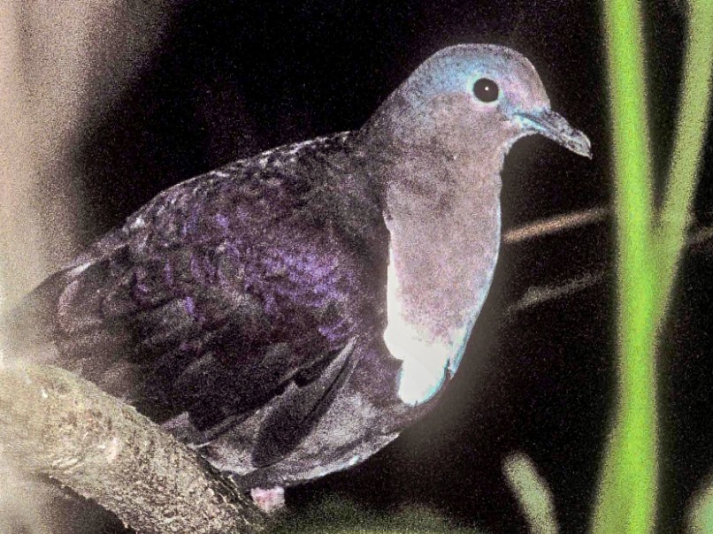 Tongan Ground Dove - eBird