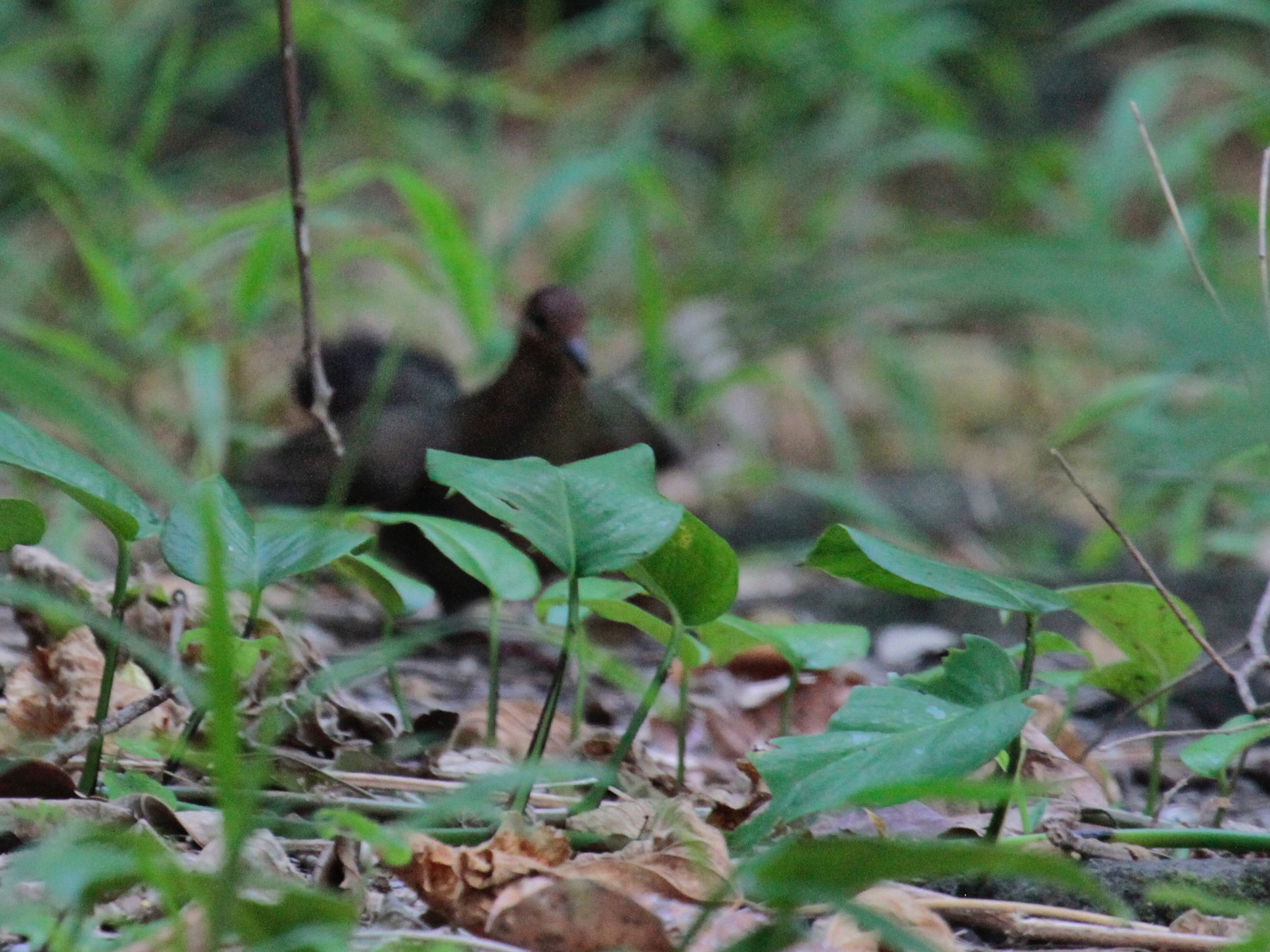 Tongan Ground Dove - eBird