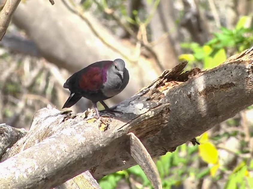 Marquesas Ground Dove - eBird