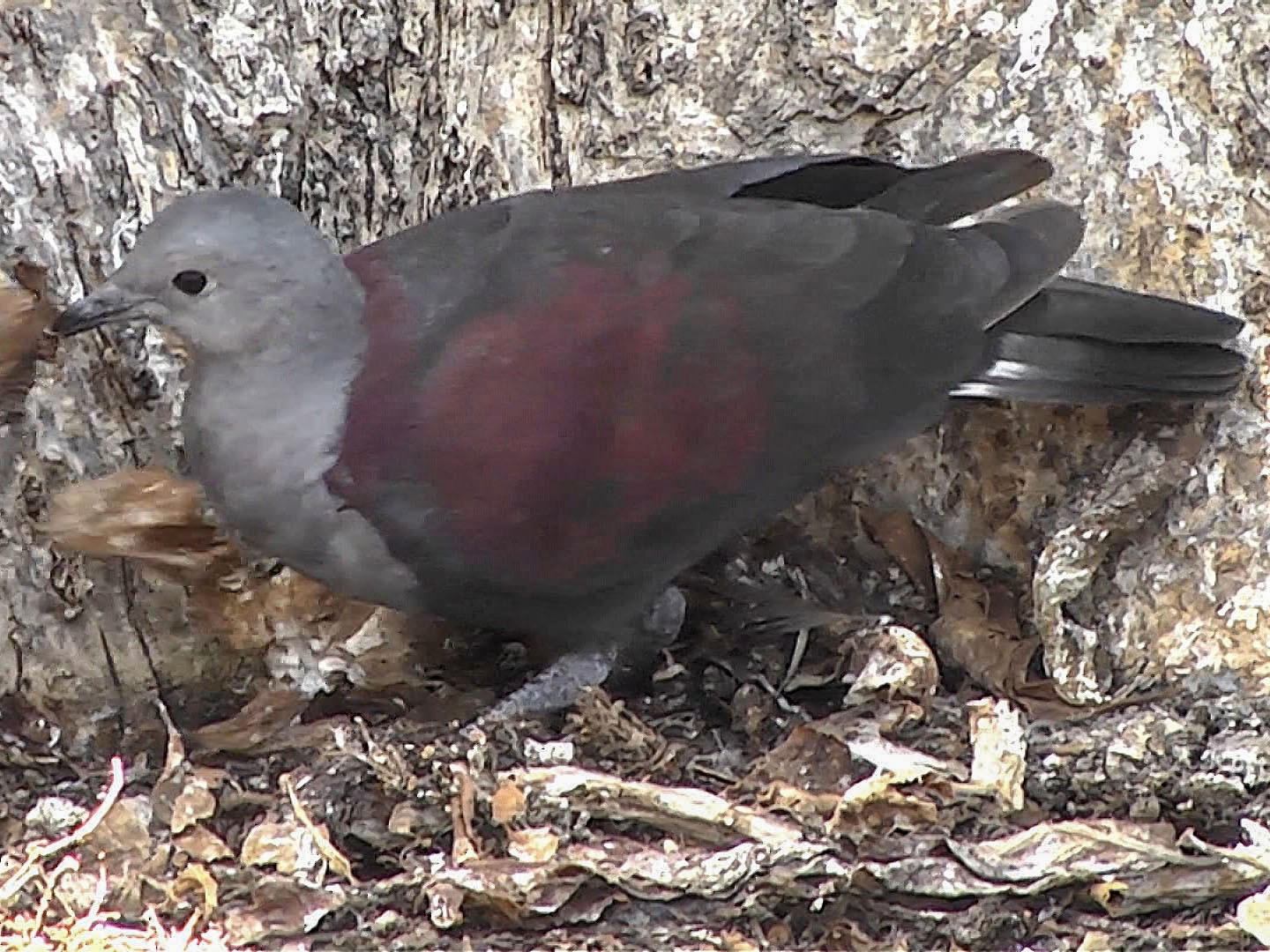 Marquesas Ground Dove - eBird