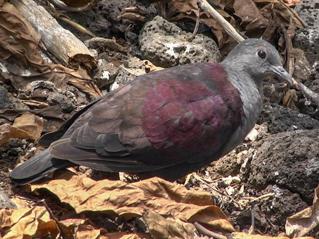 Marquesas Ground Dove - eBird