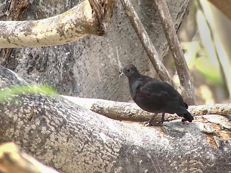 Marquesas Ground Dove - eBird
