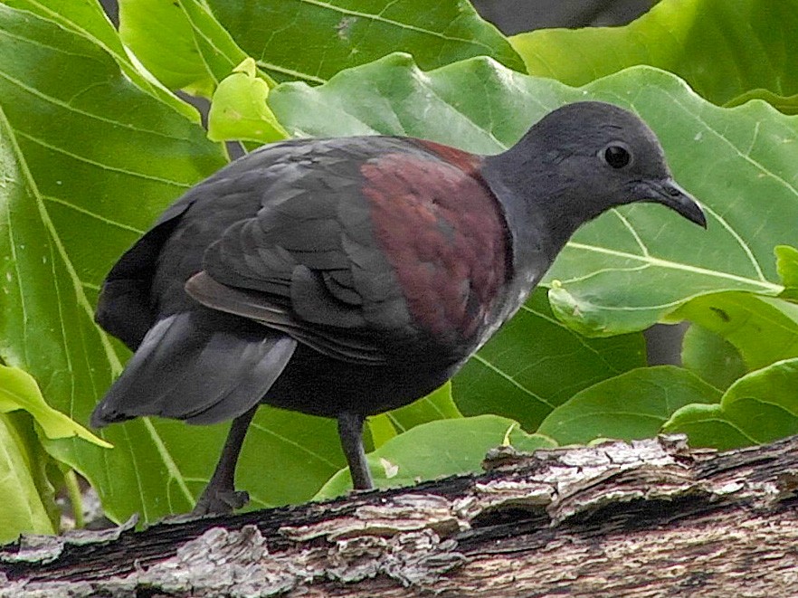 Marquesas Ground Dove - eBird