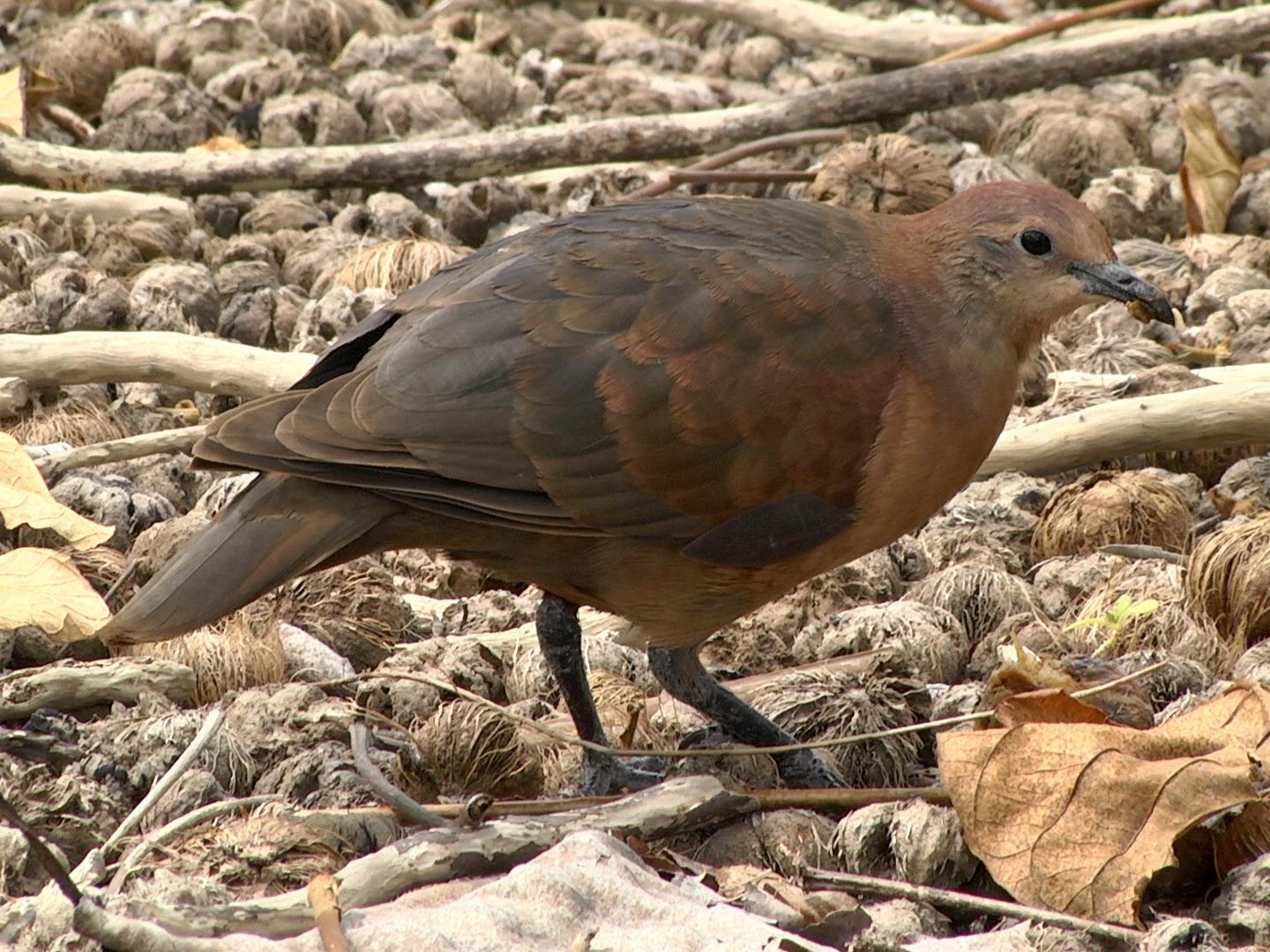 polynesian ground dove - eBird