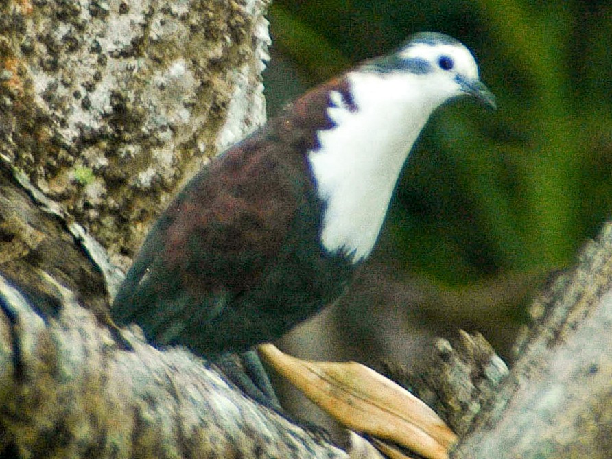 Polynesian Ground Dove - eBird