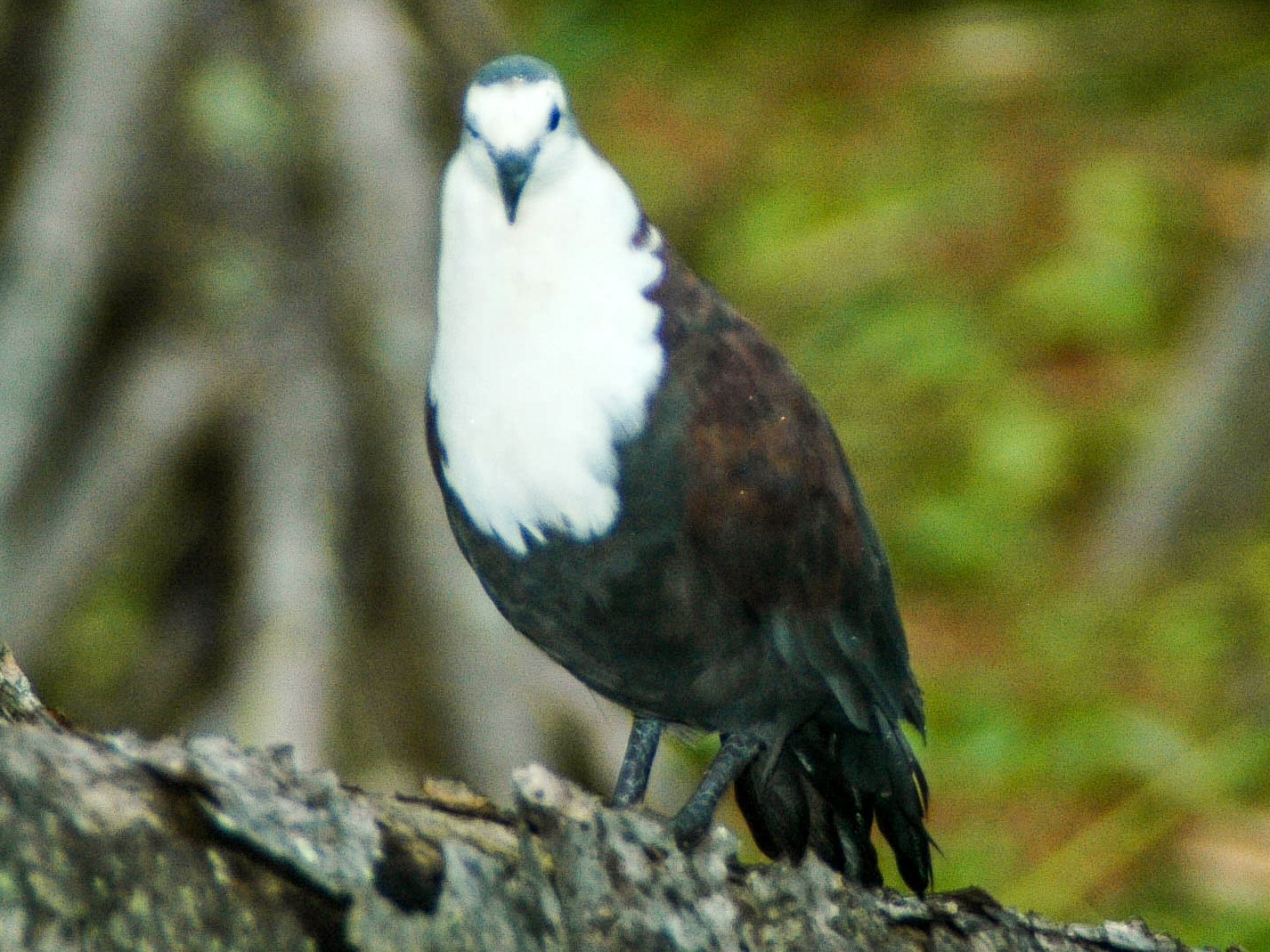 polynesian ground dove - eBird
