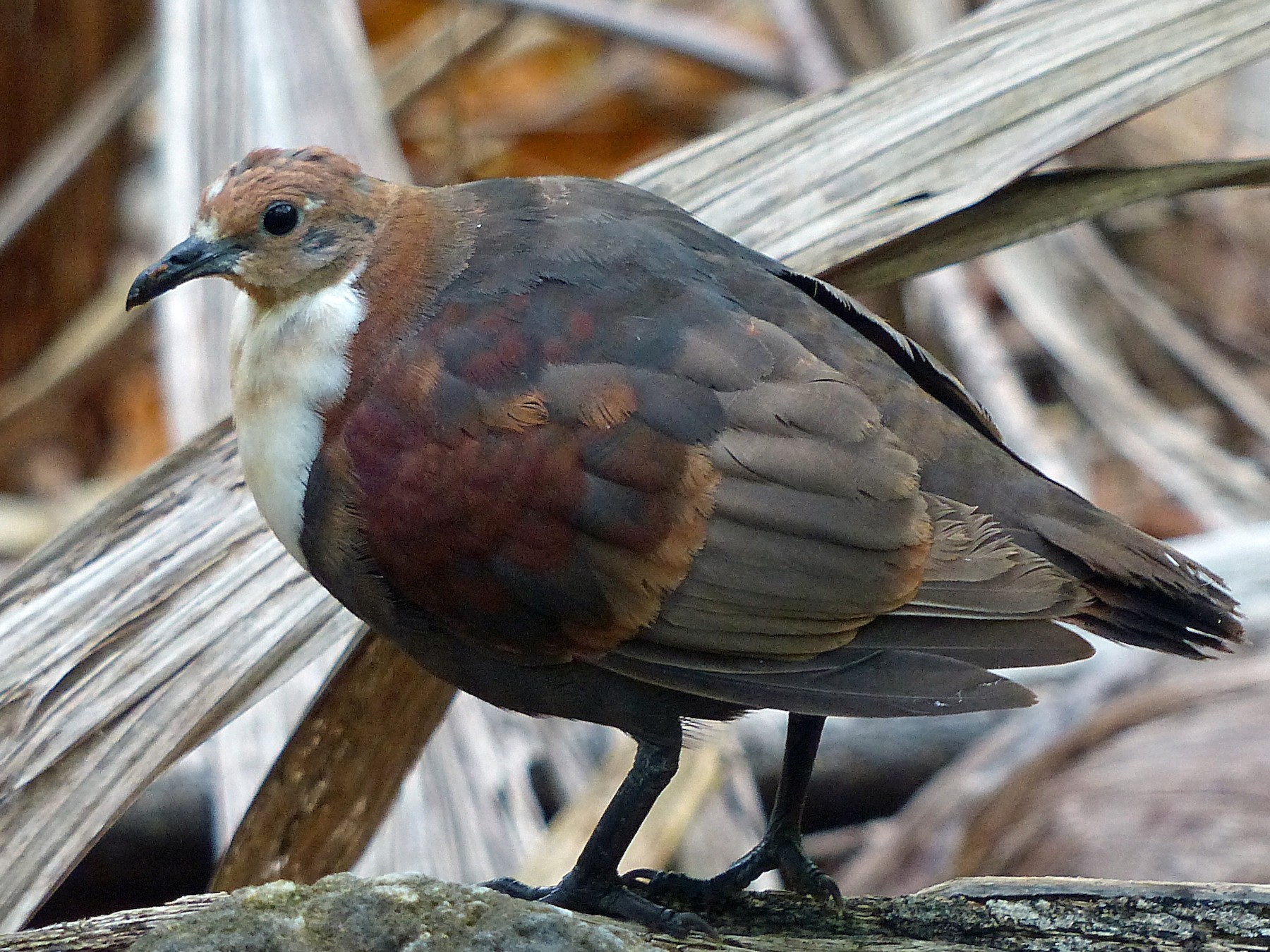 Polynesian Ground Dove - eBird