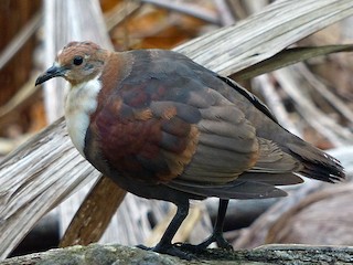 Polynesian Ground Dove - eBird