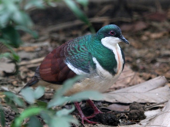 Negros Bleeding-heart - eBird