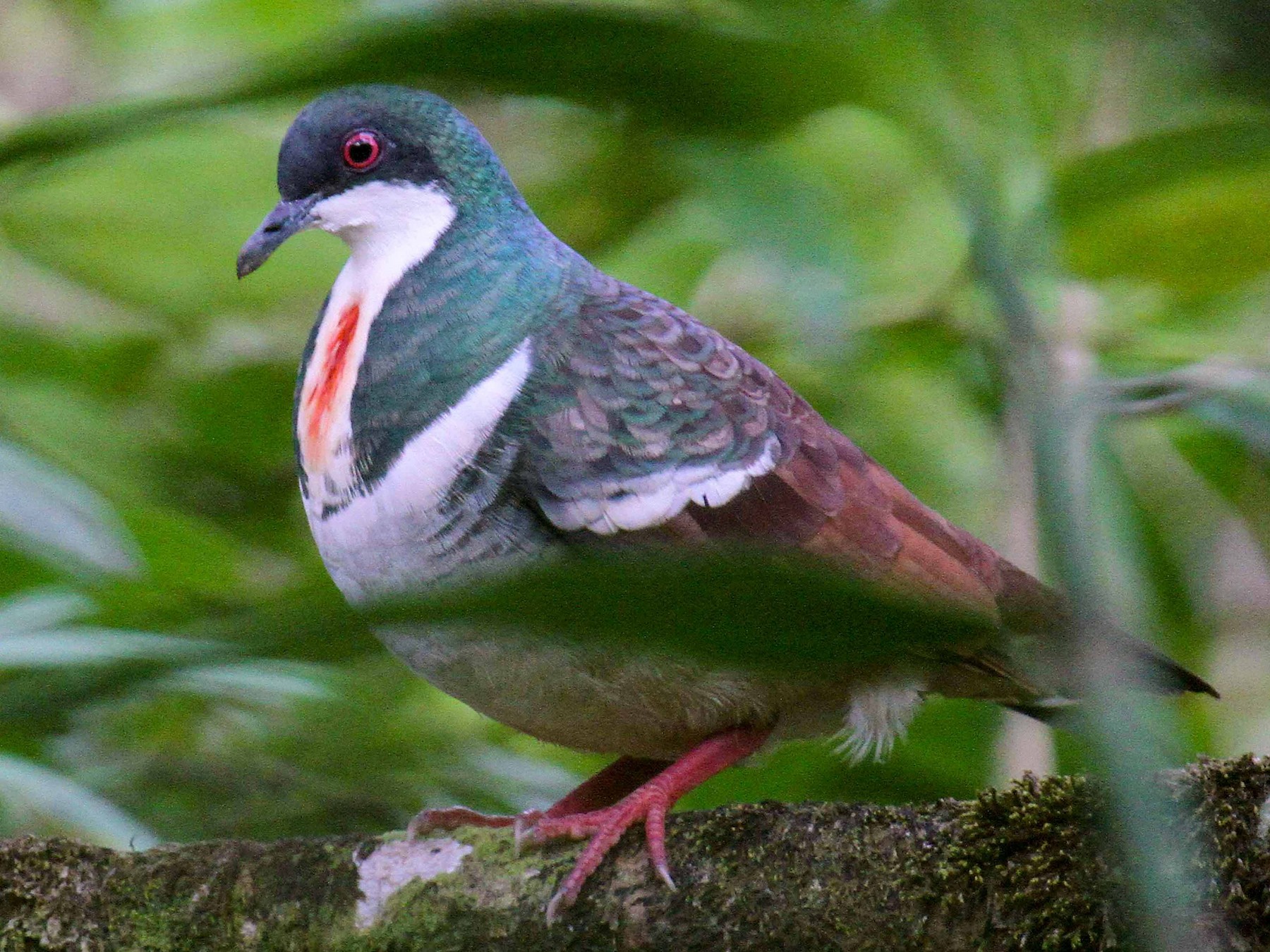 Bleeding Heart Pigeon
