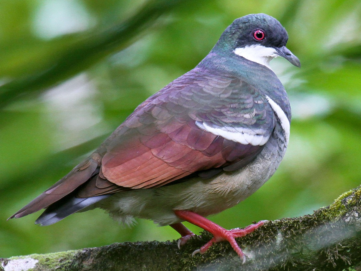 Bleeding Heart Pigeon Flying
