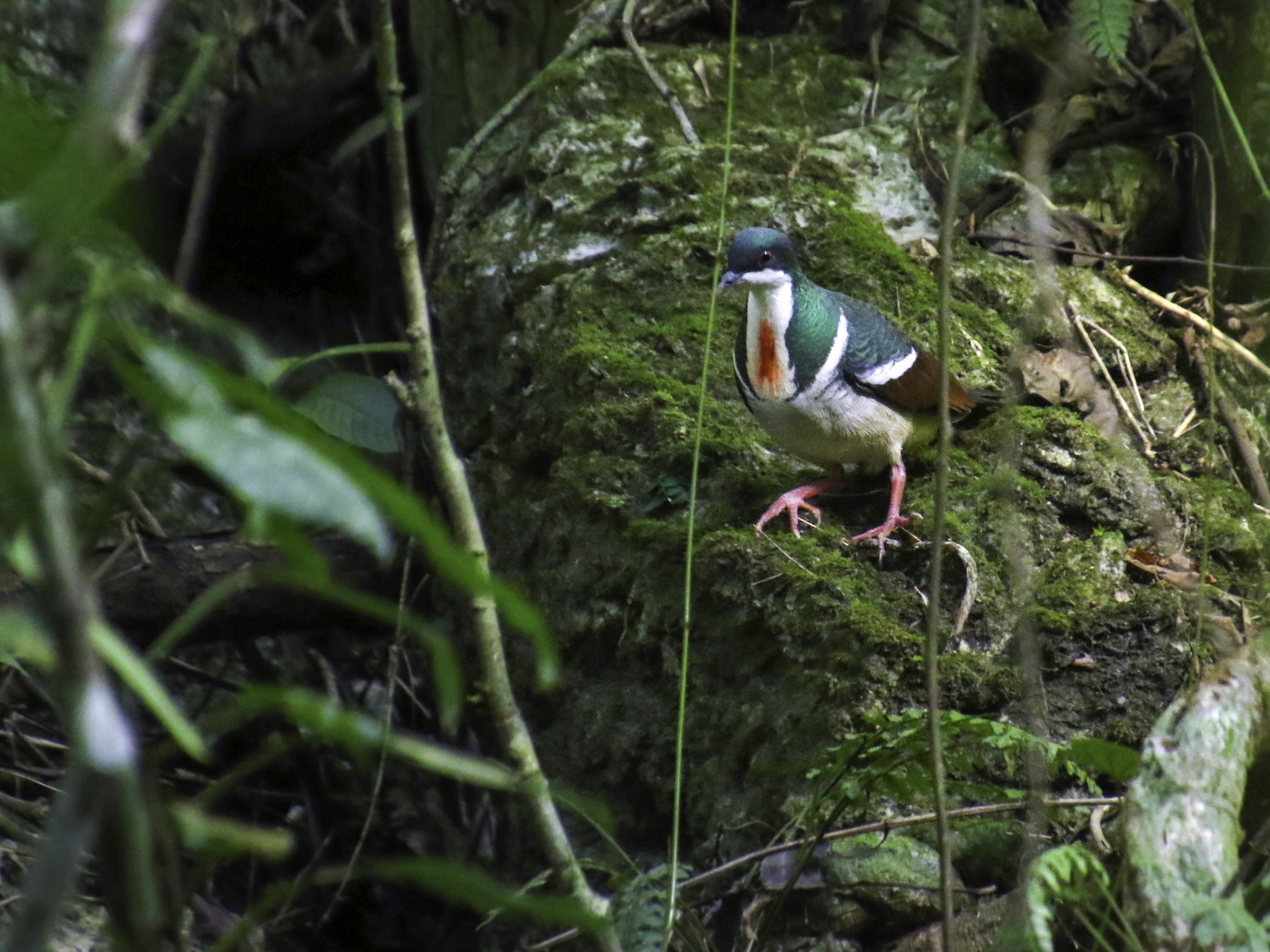 Negros Bleeding-heart - eBird