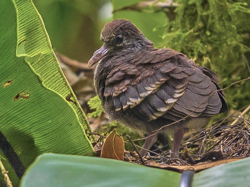 Luzon Bleeding-heart - eBird