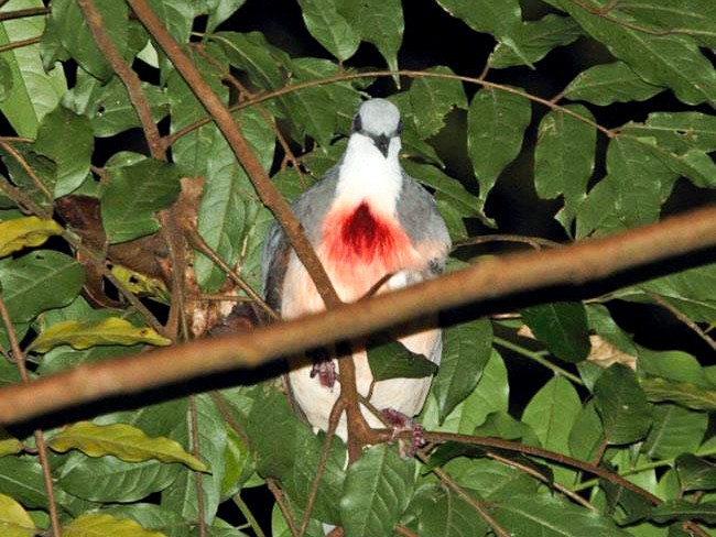Luzon Bleeding-heart - eBird