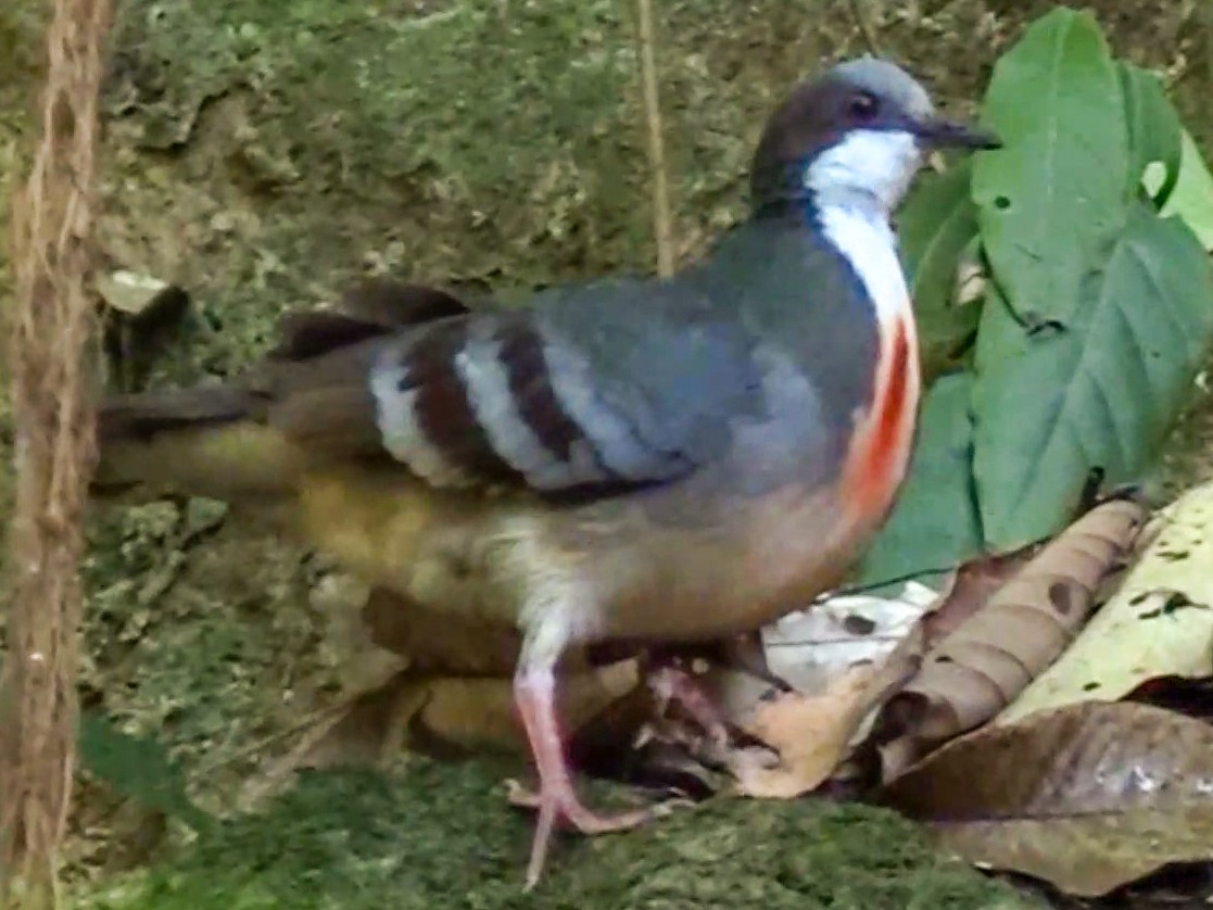 Luzon Bleeding-heart - eBird