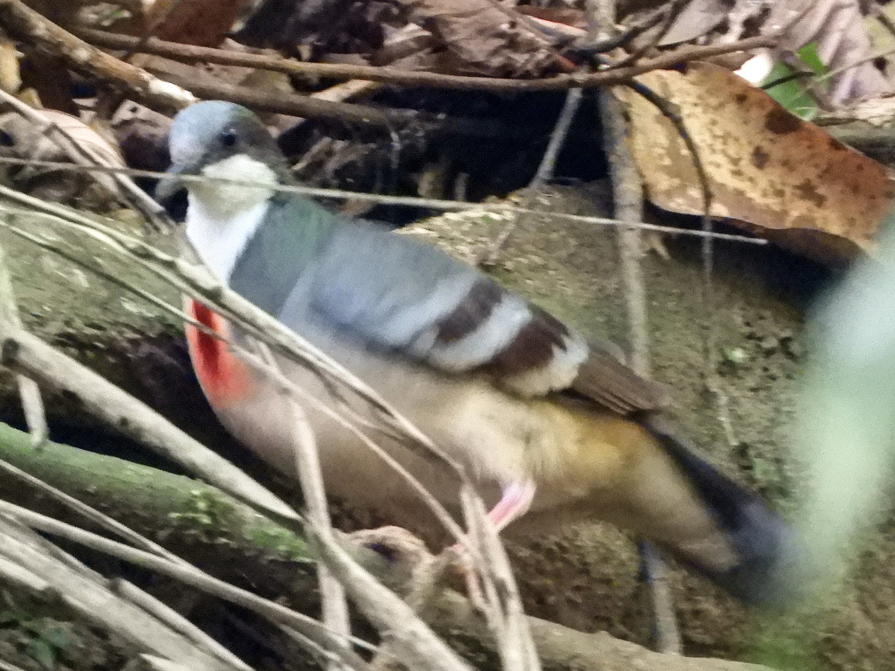 Luzon Bleeding-heart - eBird