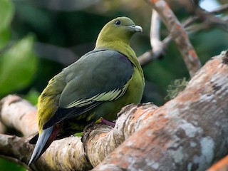 Comoros Green-Pigeon - Treron griveaudi - Birds of the World