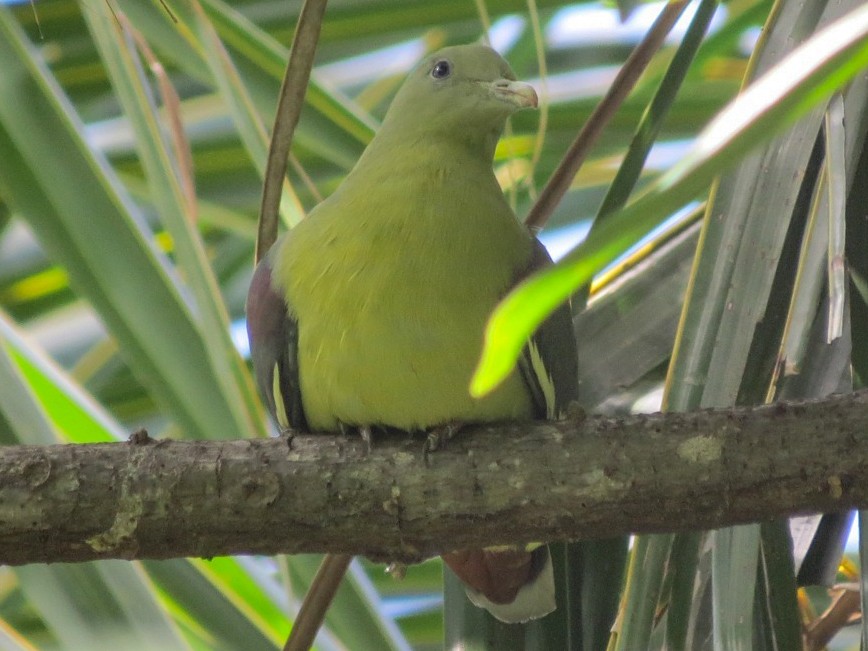Comoro Green-Pigeon - eBird