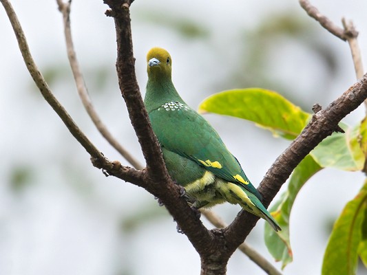 Tanna Fruit-Dove - eBird